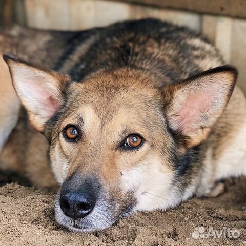 В добрые руки