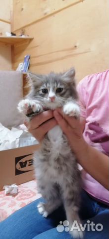Кошечка в добрые руки бесплатно