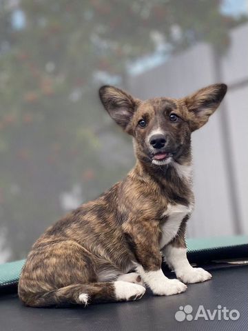 Вельш-корги кардиган девочка