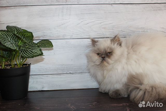 Персидский котенок