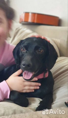 Собака в добрые руки