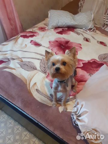 Йоркширский терьер вязка, мальчик