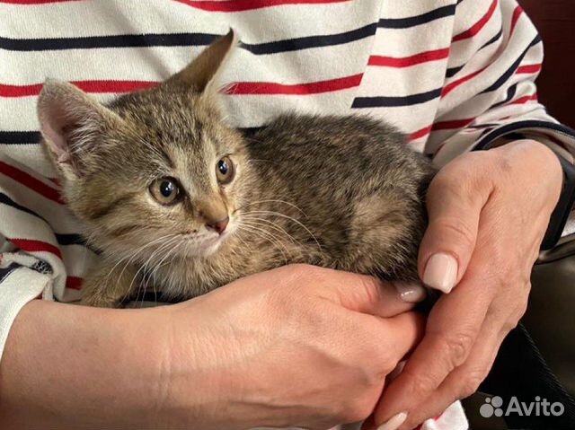 Милый котёнок 2 месяца