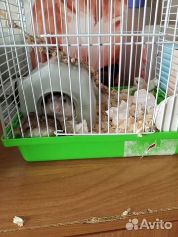 Джунгарский хомяк с клеткой