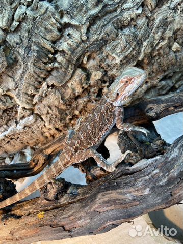 Бородатая агама с террариумом