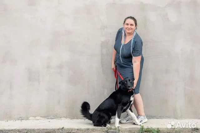 Собака Север ждет семью в приюте Зеленограда