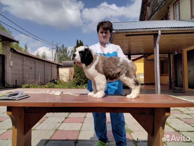 Продажа щенок сенбернара 2 мес