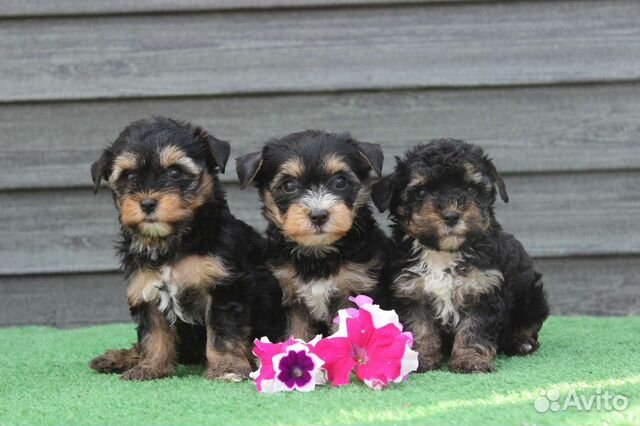 Йорк + бивер йорк