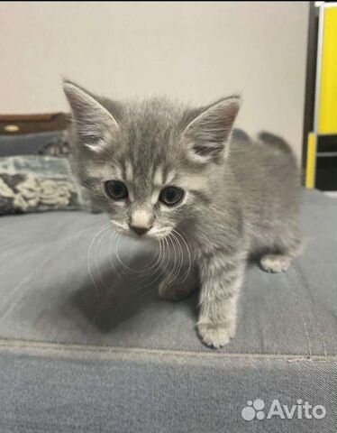 Котёнок серенький