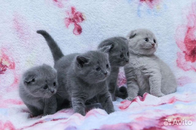 Шотландские вислоухие котята