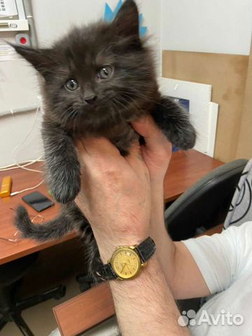 Котенок мальчик черный шоколадный