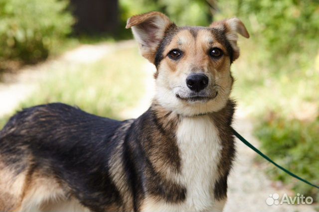 Небольшая нежная щенок Ника 9мес, 9кг