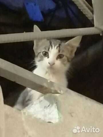 Котята на крыше