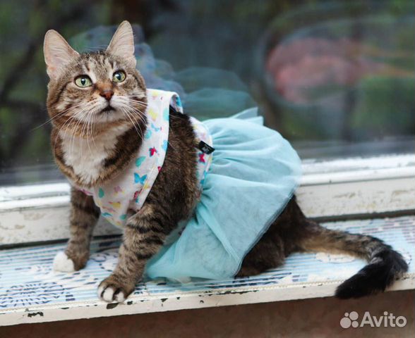 Кошка Муся станет вам прекрасным компаньоном