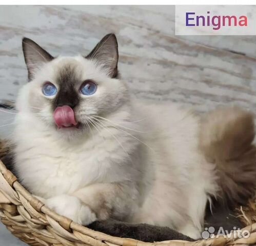 Девочка, вывели из разведения