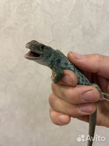 Жемчужная чщерица