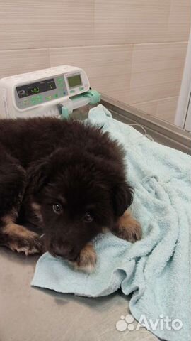 Собака, щенок, в добрые руки отдам бесплатно