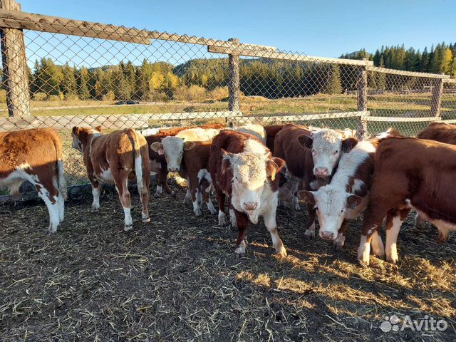 Бычки герефорды