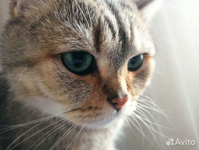 Кошки в добрые руки бесплатно