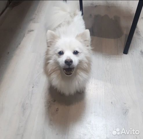 Шпиц