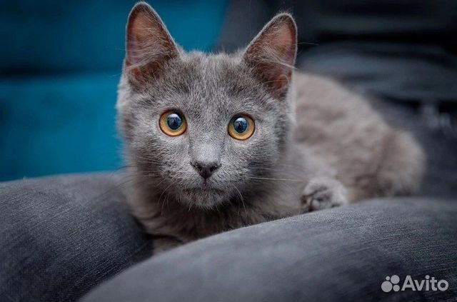Мишутка (3,5 мес.) - котенок ищет дом