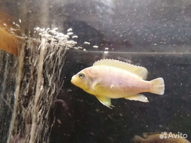 Самцы 2шт. Малавийцы мелаеохромис йохани