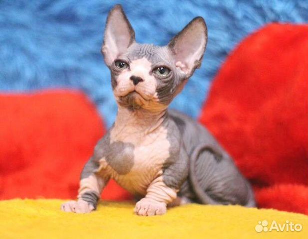 Бамбино котик