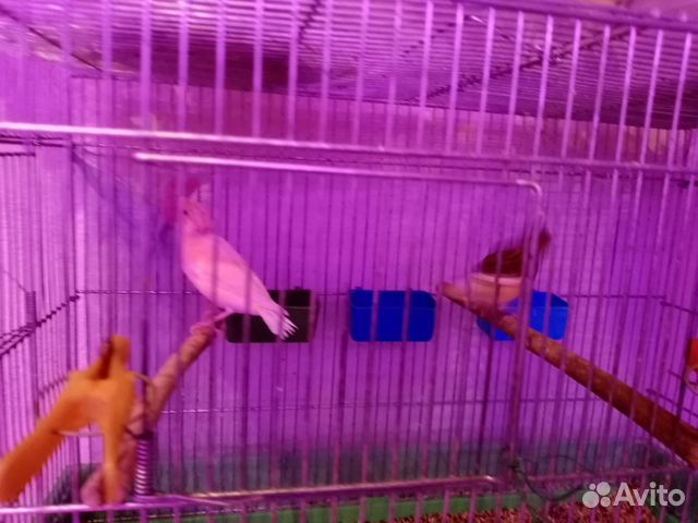 Продам кенаров и канареек