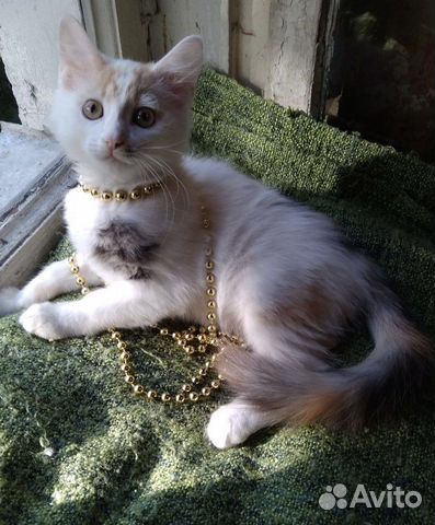 Котенок девочка