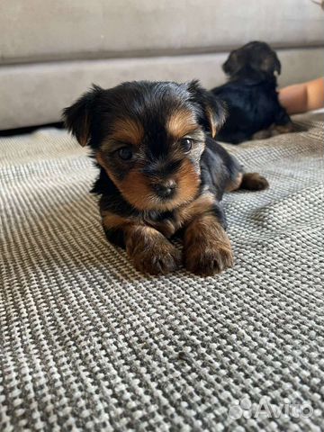 Йоркширский терьер