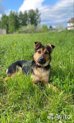 Джесси 8 мес. в дар