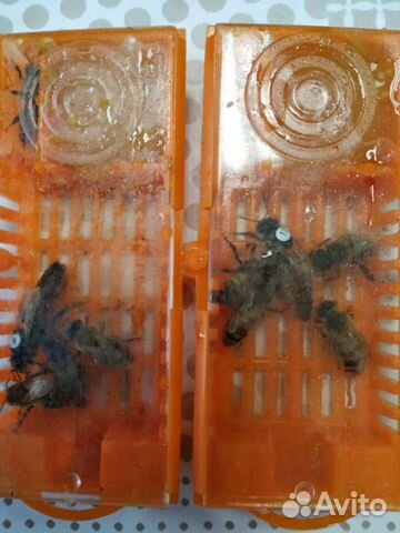 Пчеломатка бакфаст Ф1 2021