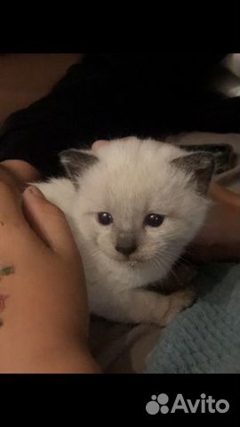Котенок 1мес 1 нед