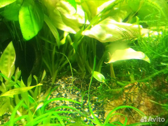 Аквариумное растение, Криптокорина