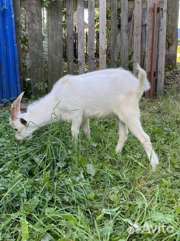 Козы и козлята на племя