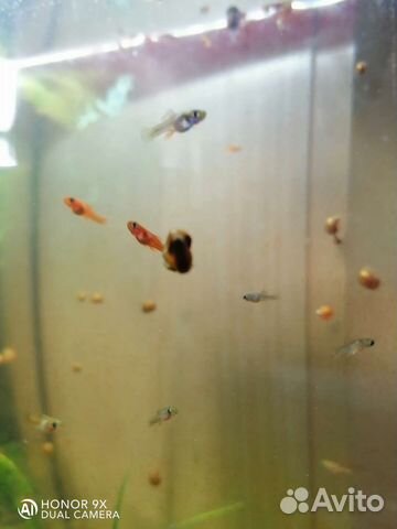 4 малька зелёного меченосца