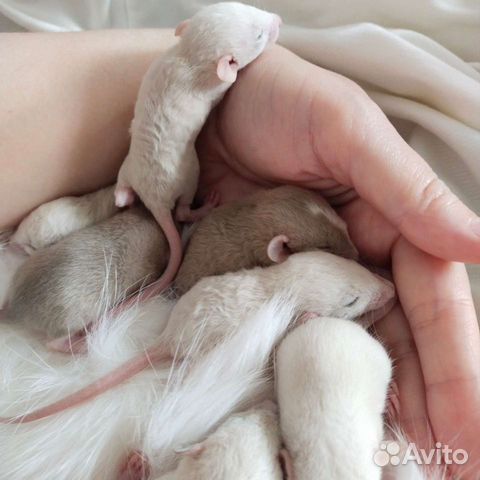 Крыса дамбо сиамская и хаски