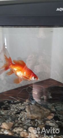 Продажа аквариумных рыбок