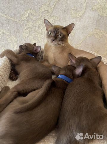 Бурманские котята