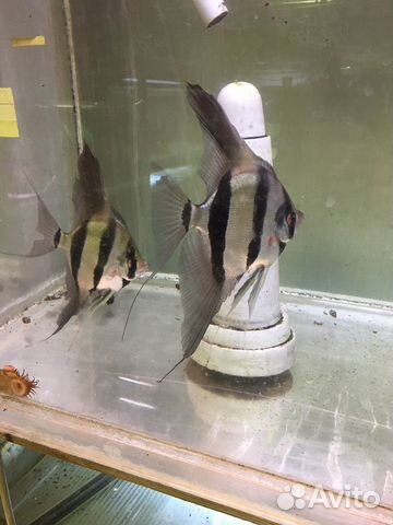 Альтумы (Pterophyllum altum)