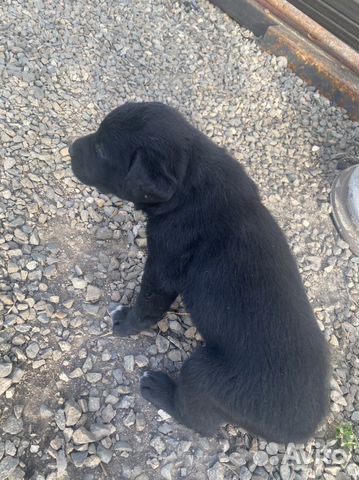 Щенок в добрые руки бесплатно