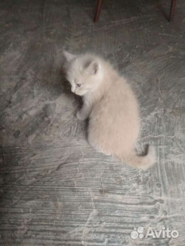 Сибирские. Котята 2месяца