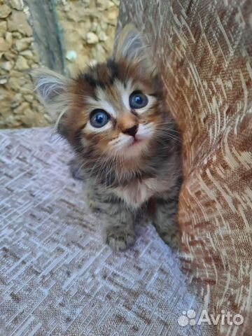 Котята пушистые с кисточками на ушках