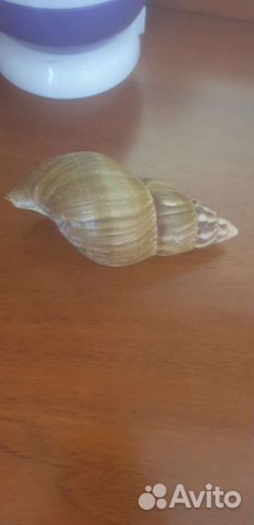 Улитки ахатины большие