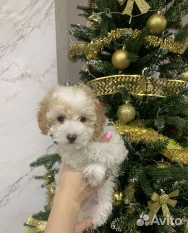 Королевский пудель