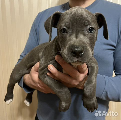 Щенки модного окраса
