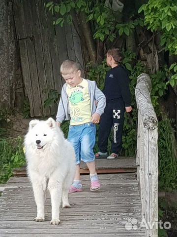 Отдам в добрые руки