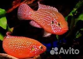 Хромис красавец мальки отдам