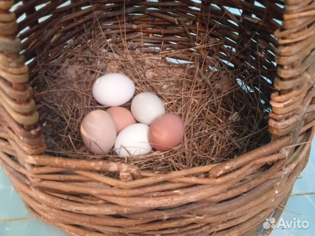 Инкубационное яйцо