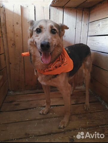 Милая Айка в добрые руки